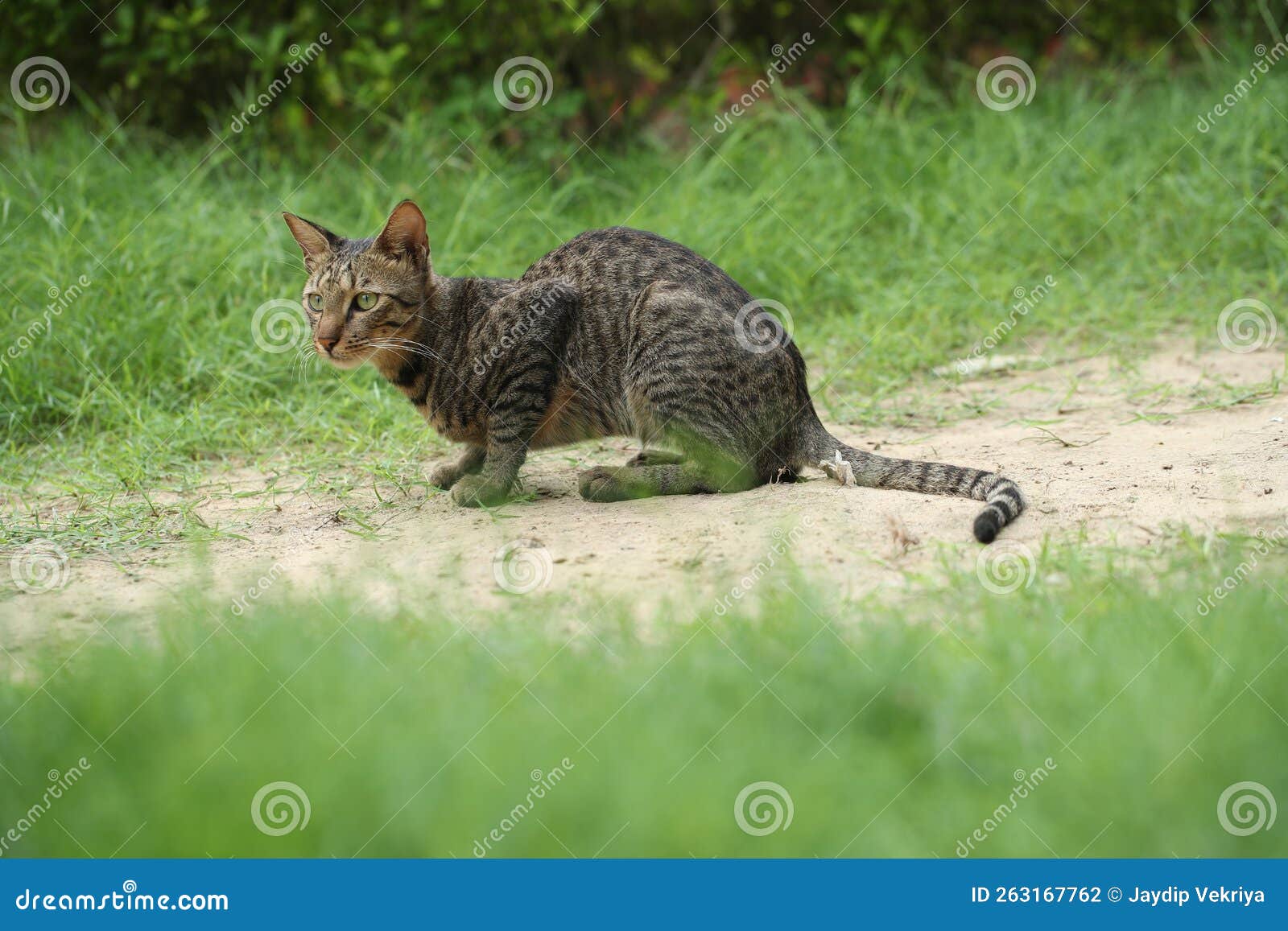 Dark Grey Tabby Cat Lies on the Ground and Stretched Out Stock Photo ...