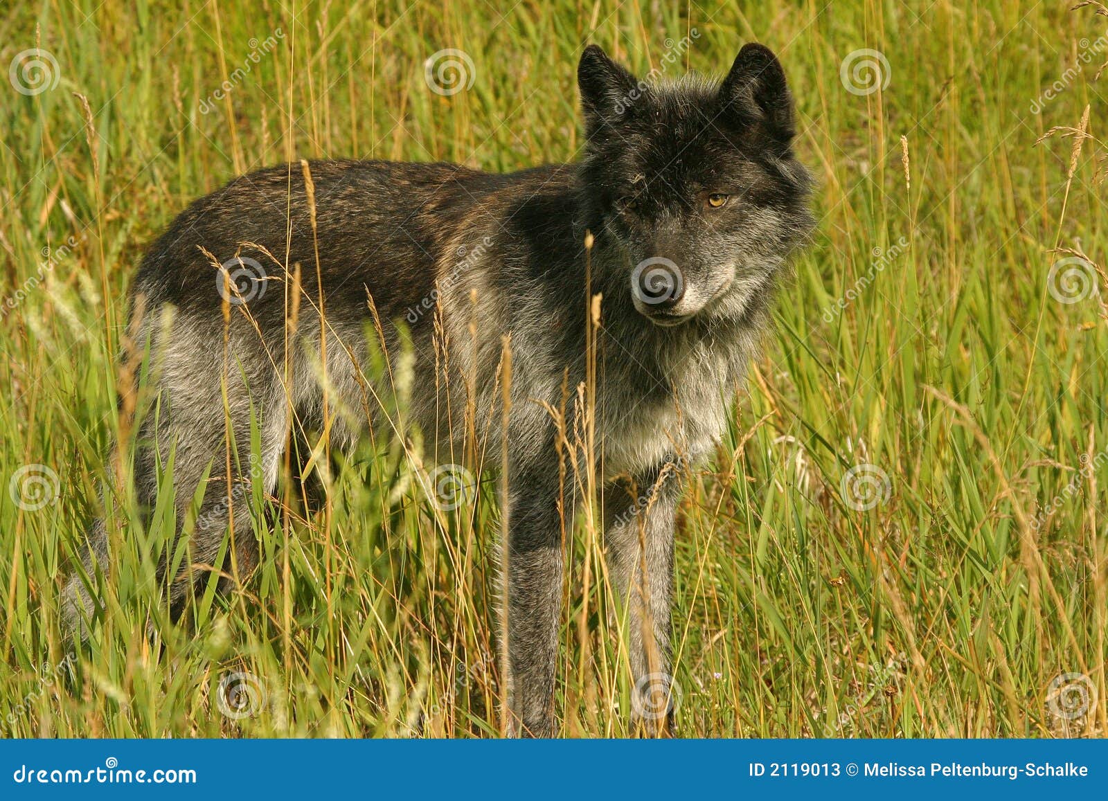 Dark grey wolf stock image. Image of wolf, mammals, wolves - 2119013
