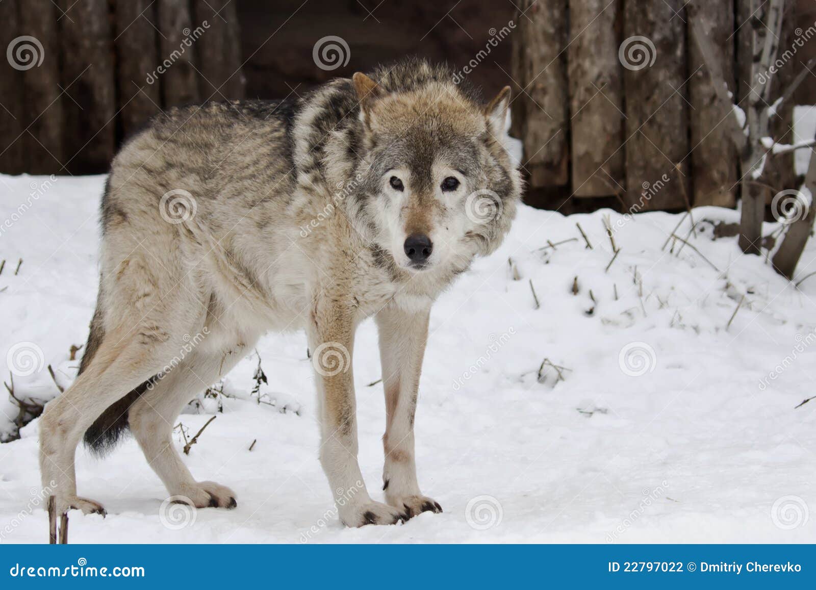 Dark grey wolf in winter stock photo. Image of forest - 22797022