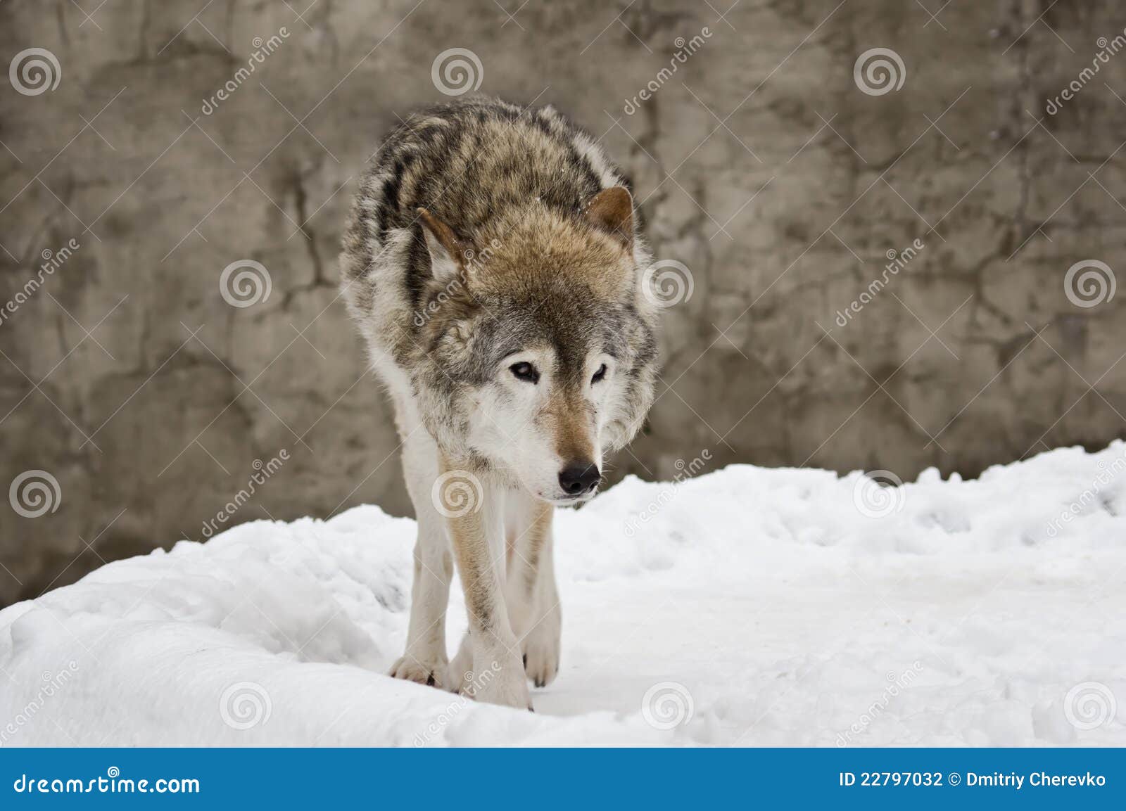 Dark grey wolf in winter stock photo. Image of cold, predatory - 22797032