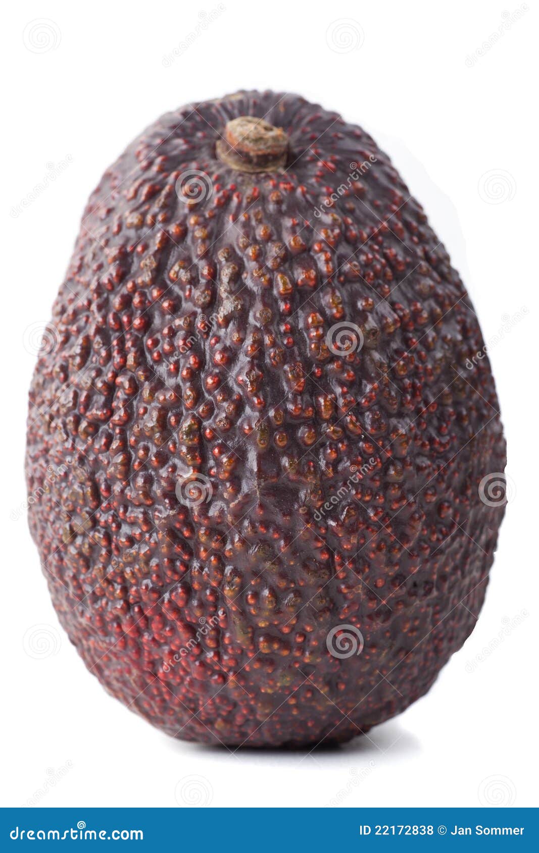 Dark Hass-Avocado stock photo. Image of hass, vegetable - 22172838