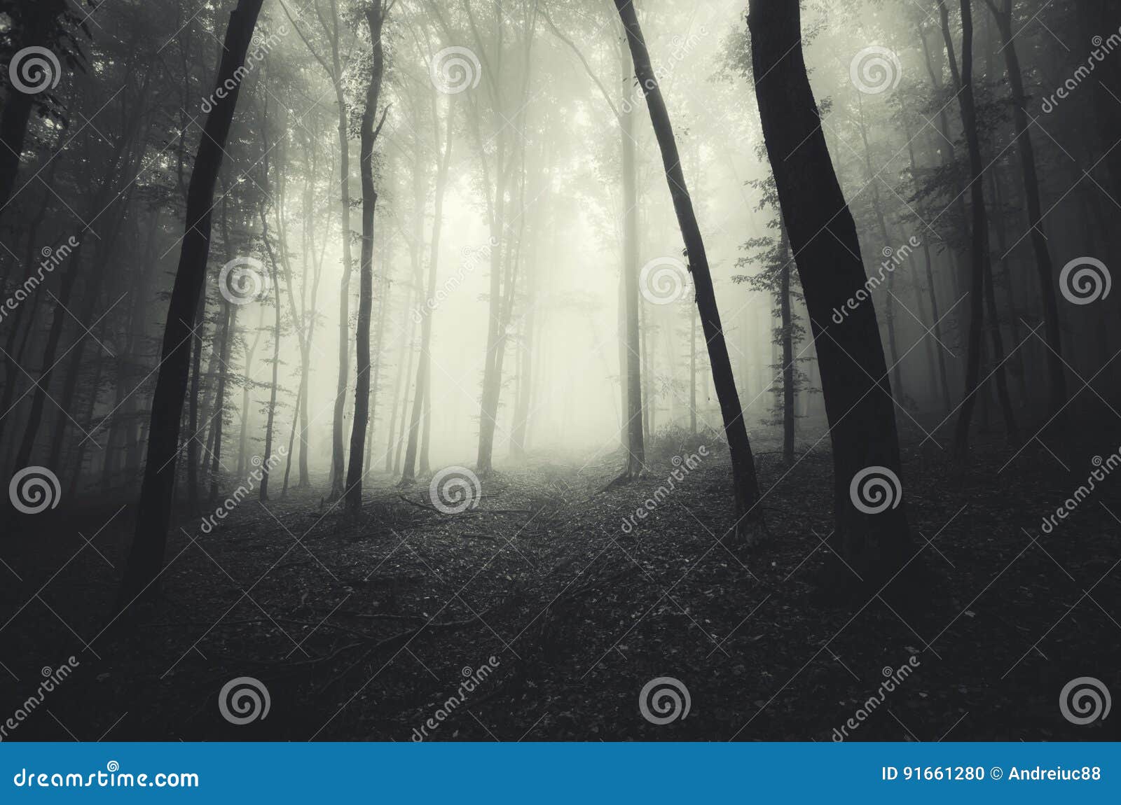 Dark Haunted Forest Background Stock Photo - Image of haunted, banner ...