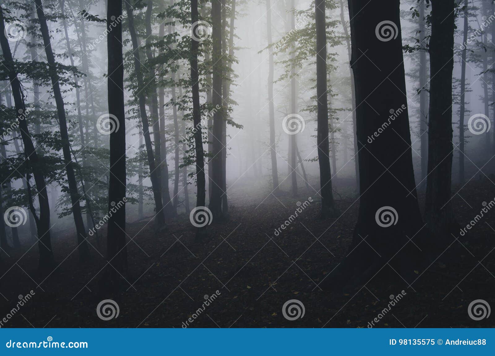 Dark Haunted Forest with Fog at Night Stock Image - Image of copyspace ...