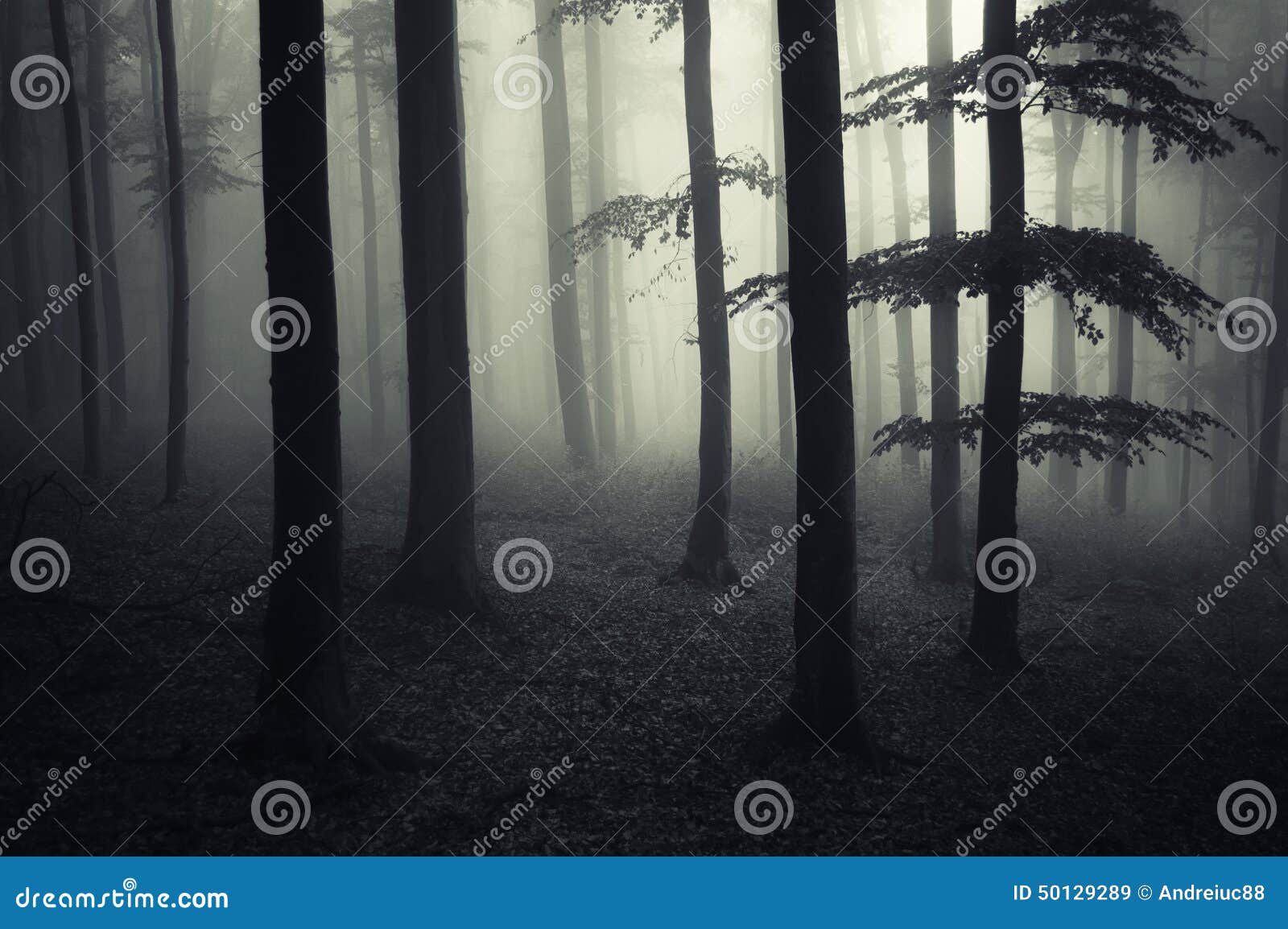Dark Haunted Forest with Mysterious Fog Stock Image - Image of magic ...