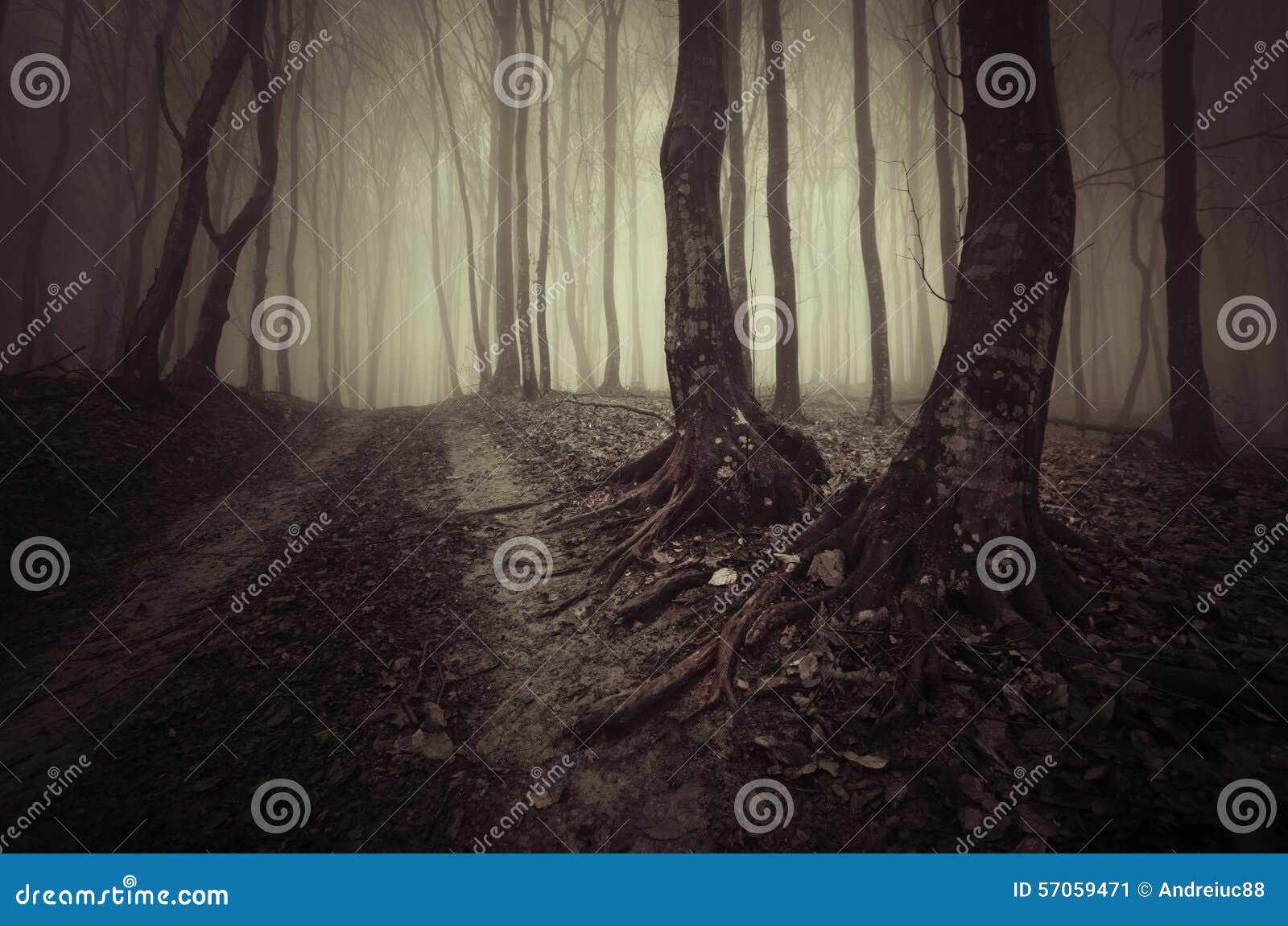 Dark Haunted Woods on Halloween Stock Image - Image of horror ...