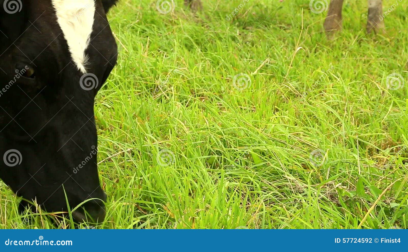 Dark Head Cow Eats Green Grass, Close-up Stock Footage - Video of field ...