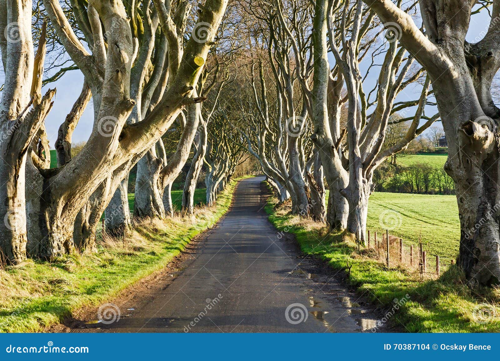 The Dark Hedges in Ireland stock photo. Image of nature - 70387104