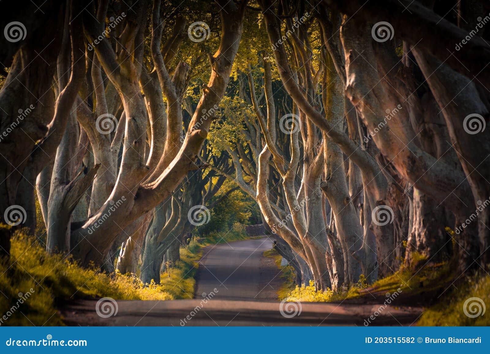 The Dark Hedges road stock photo. Image of fairytale - 203515582