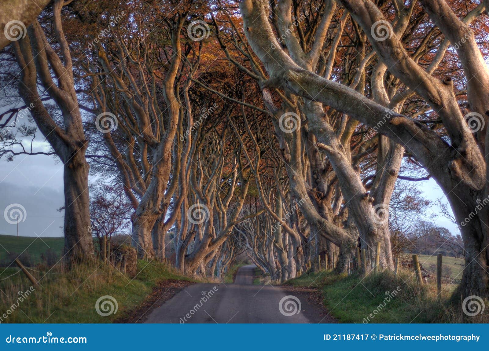 Dark Hedges Trees stock image. Image of stranocum, nature - 21187417