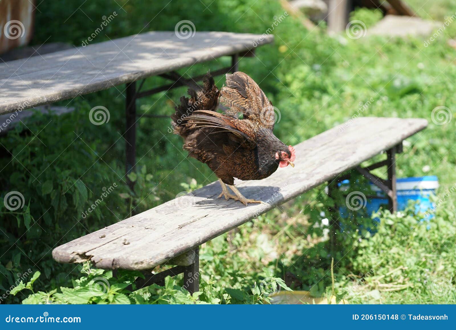 Dark Hen Jumping from a Table Stock Photo - Image of brown, bareneck ...
