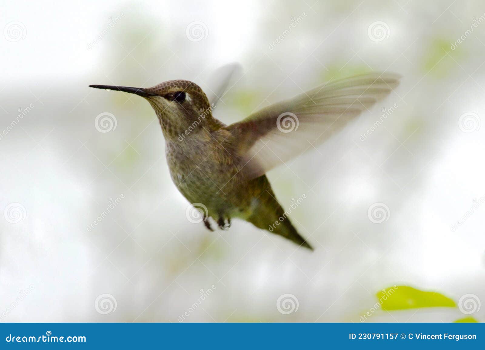 Anna`s Hummingbird Profile on White 03 Stock Image - Image of tiny ...