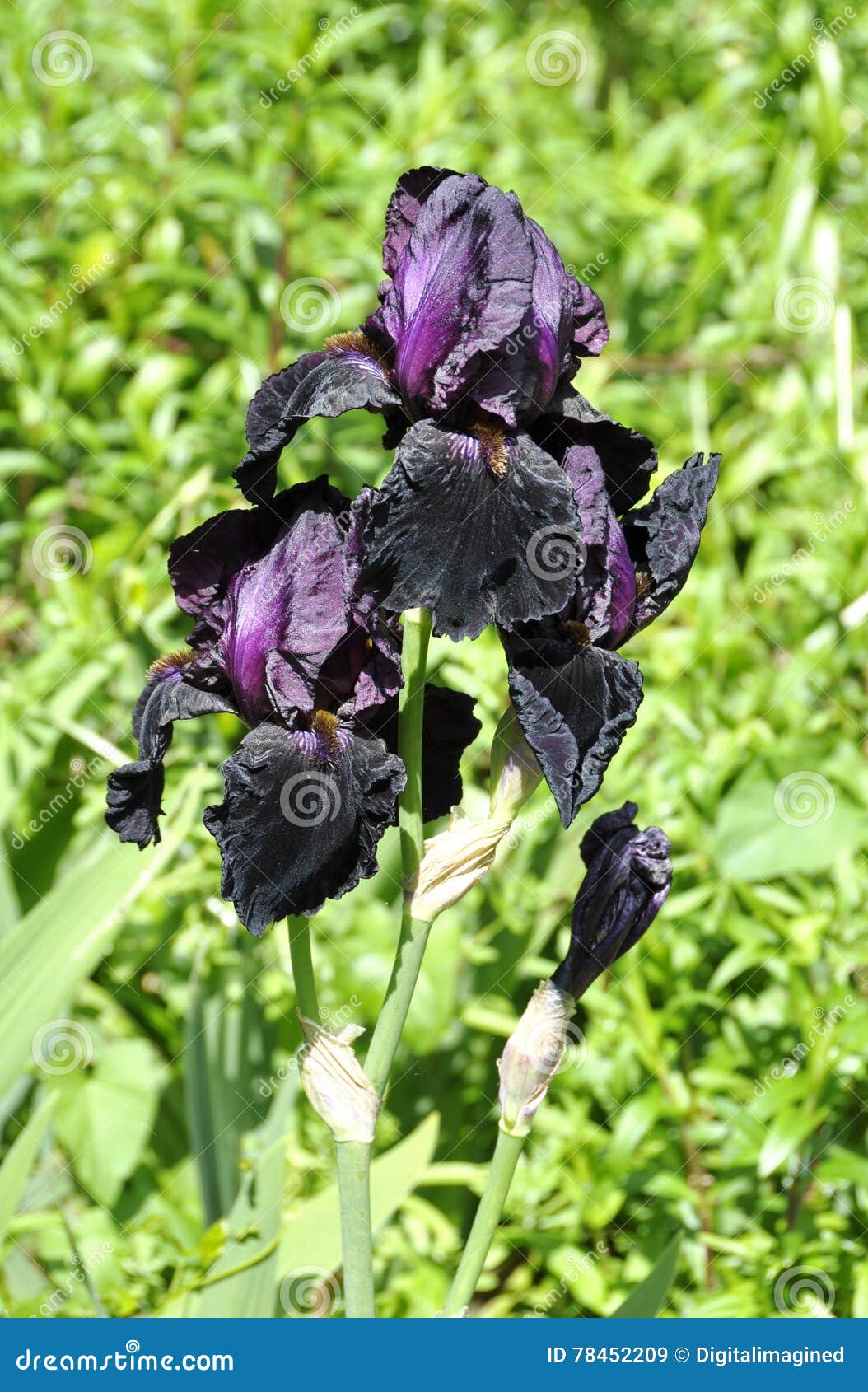 Dark iris stock image. Image of macro, bearded, summer - 78452209