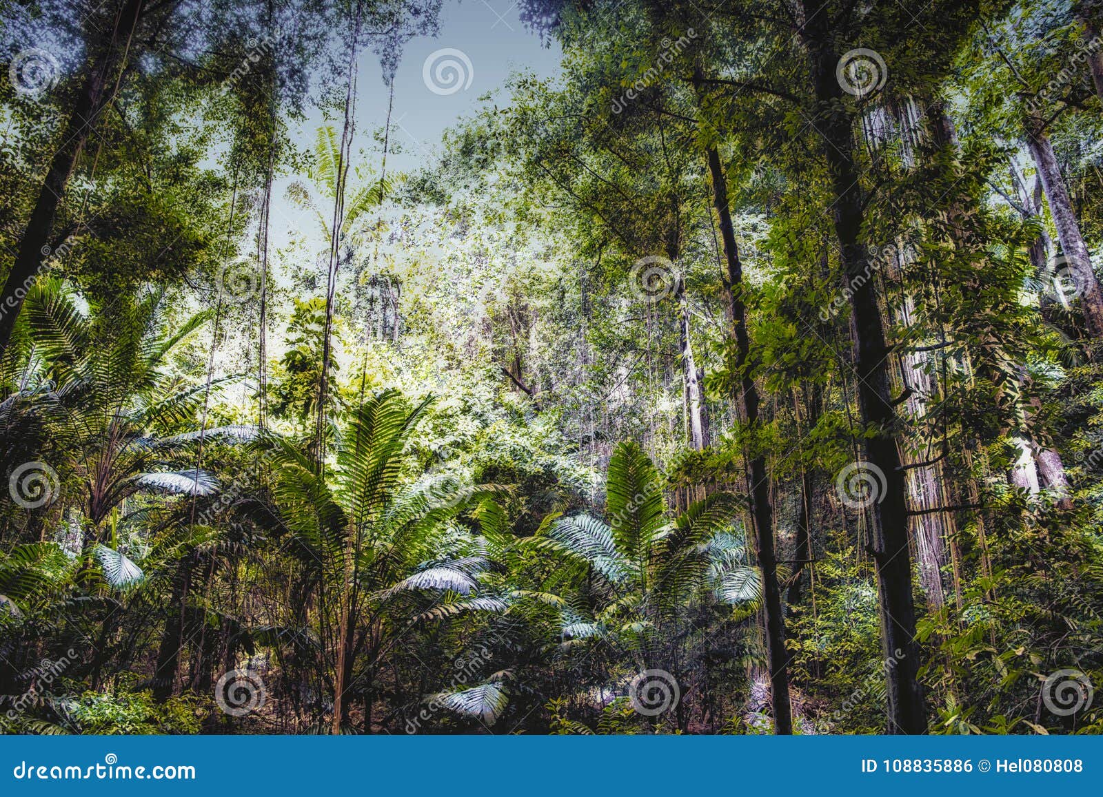 Dark jungle forest stock photo. Image of tropical, forest - 108835886