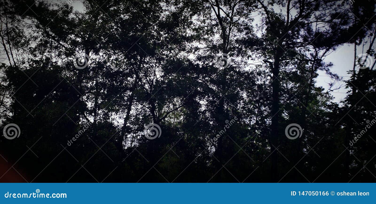 Dark knight stock photo. Image of light, knight, tree - 147050166