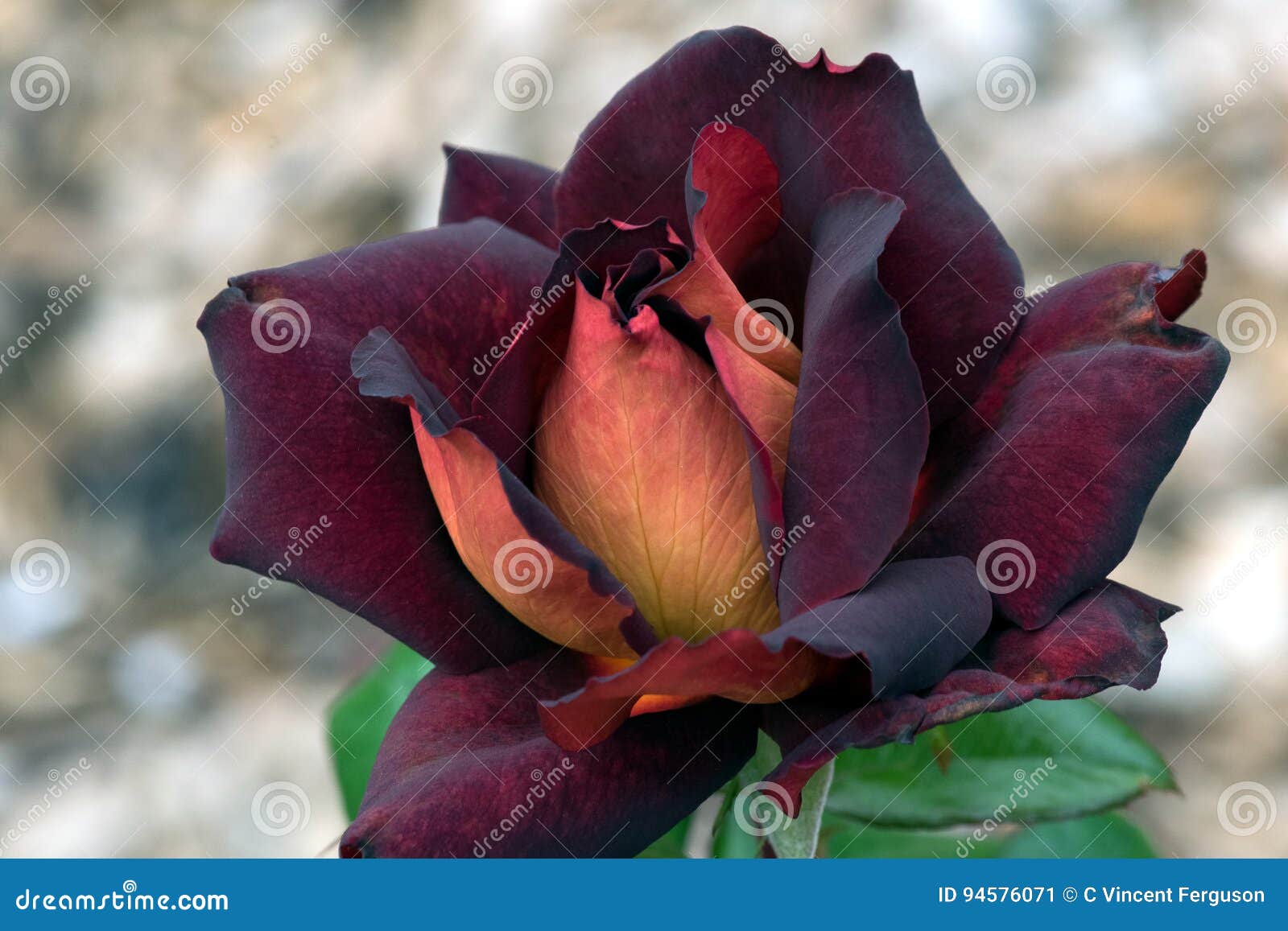 Dark Knight Rose Flower stock image. Image of macro, rosaceae - 94576071