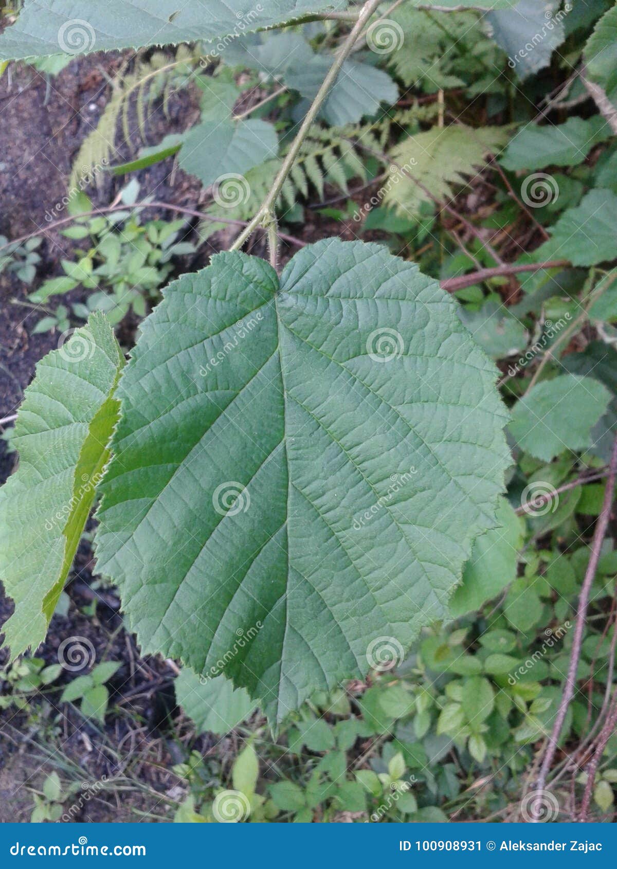 Dark Leaf stock image. Image of leaves, flower, landscape - 100908931