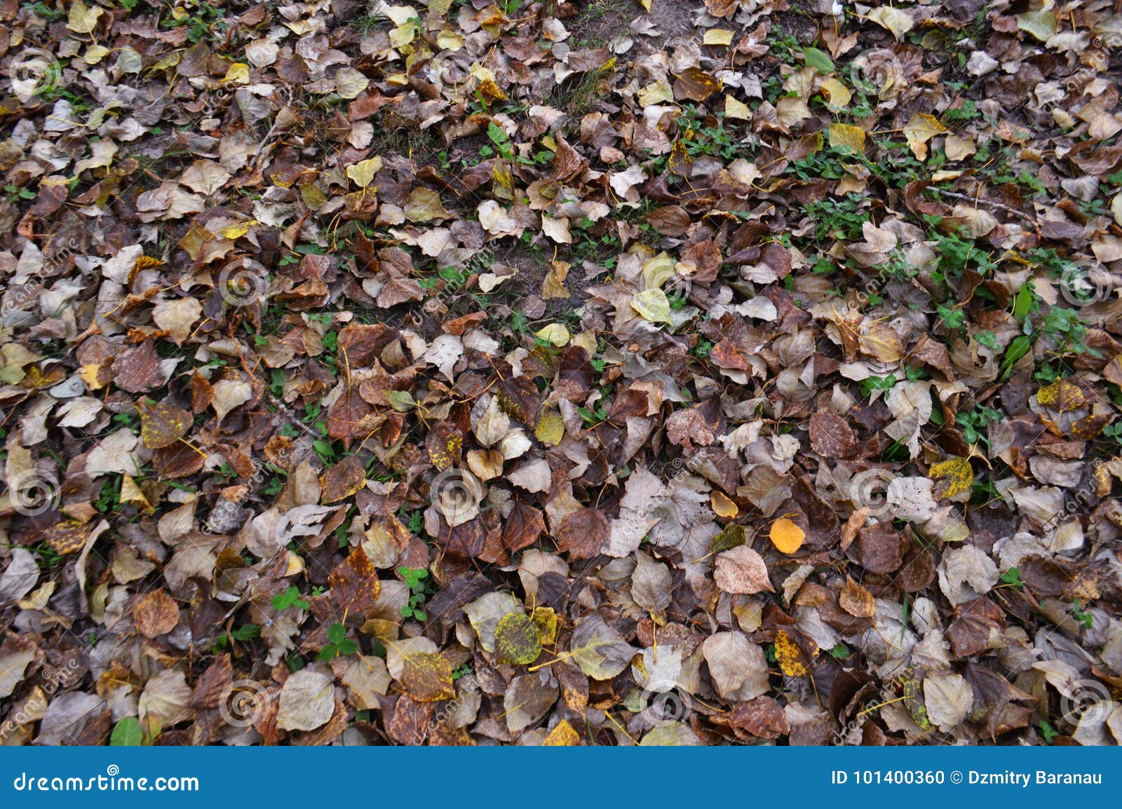 Autumn Leaves Fall To the Ground Stock Photo - Image of leaves, flora ...