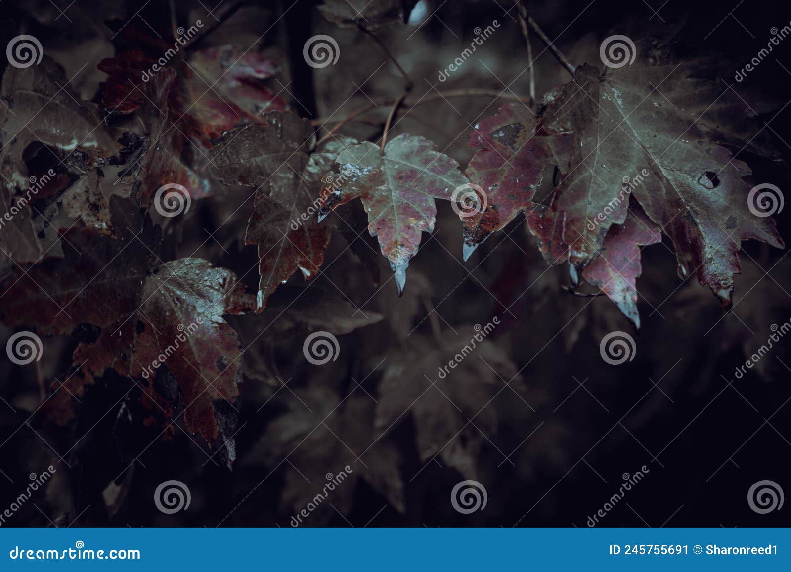Dark Leaves Plants Texture Background Stock Image - Image of horror ...