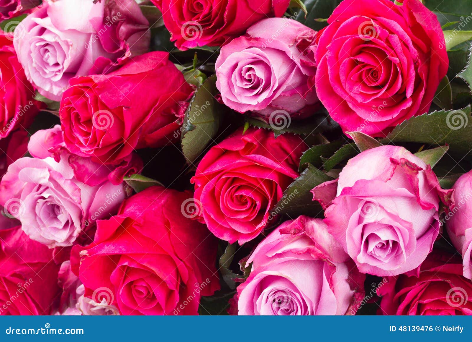Dark and Light Pink Roses on Table Stock Photo - Image of elegance ...