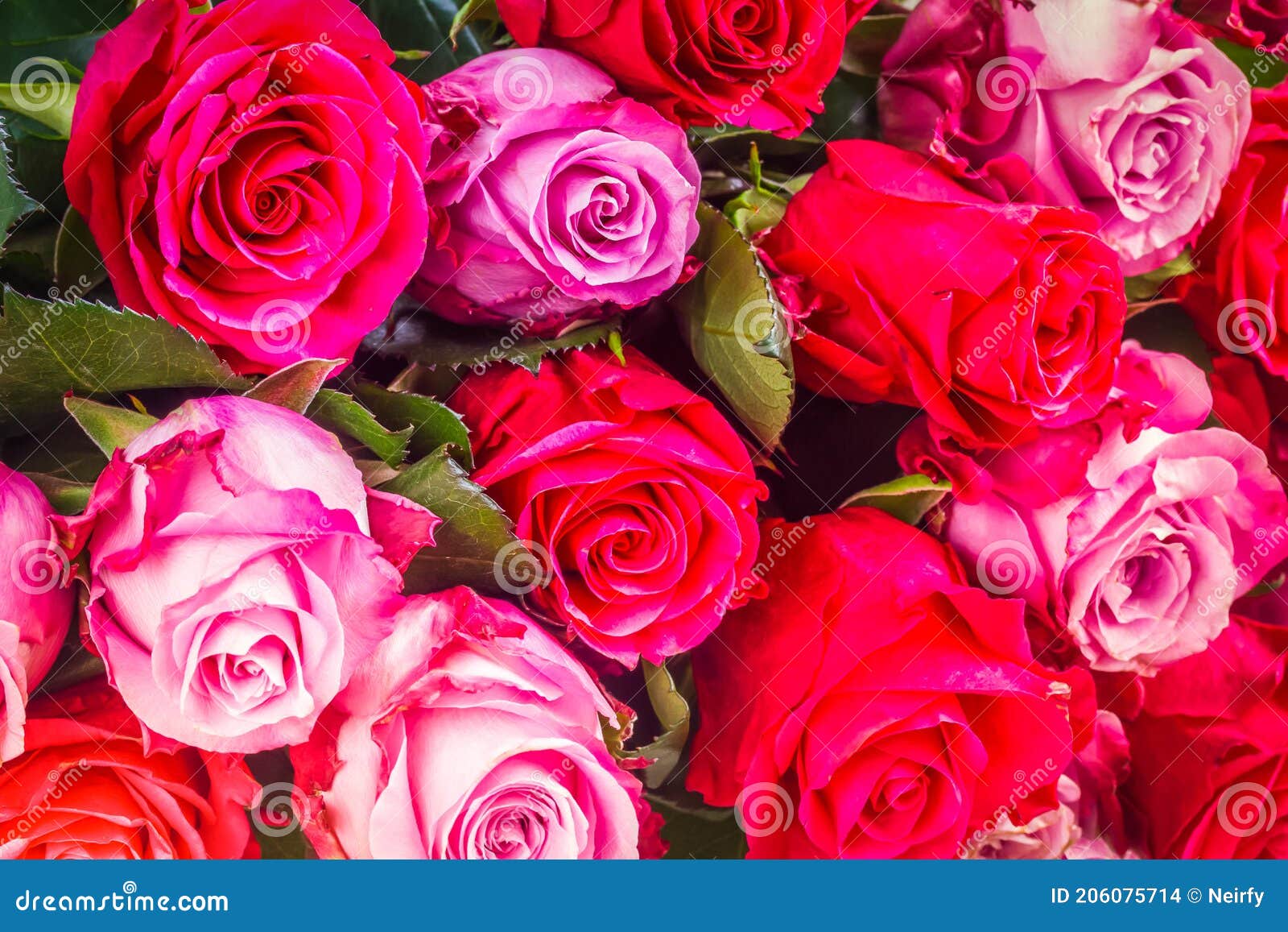Dark and Light Pink Roses on Table Stock Photo - Image of romance ...
