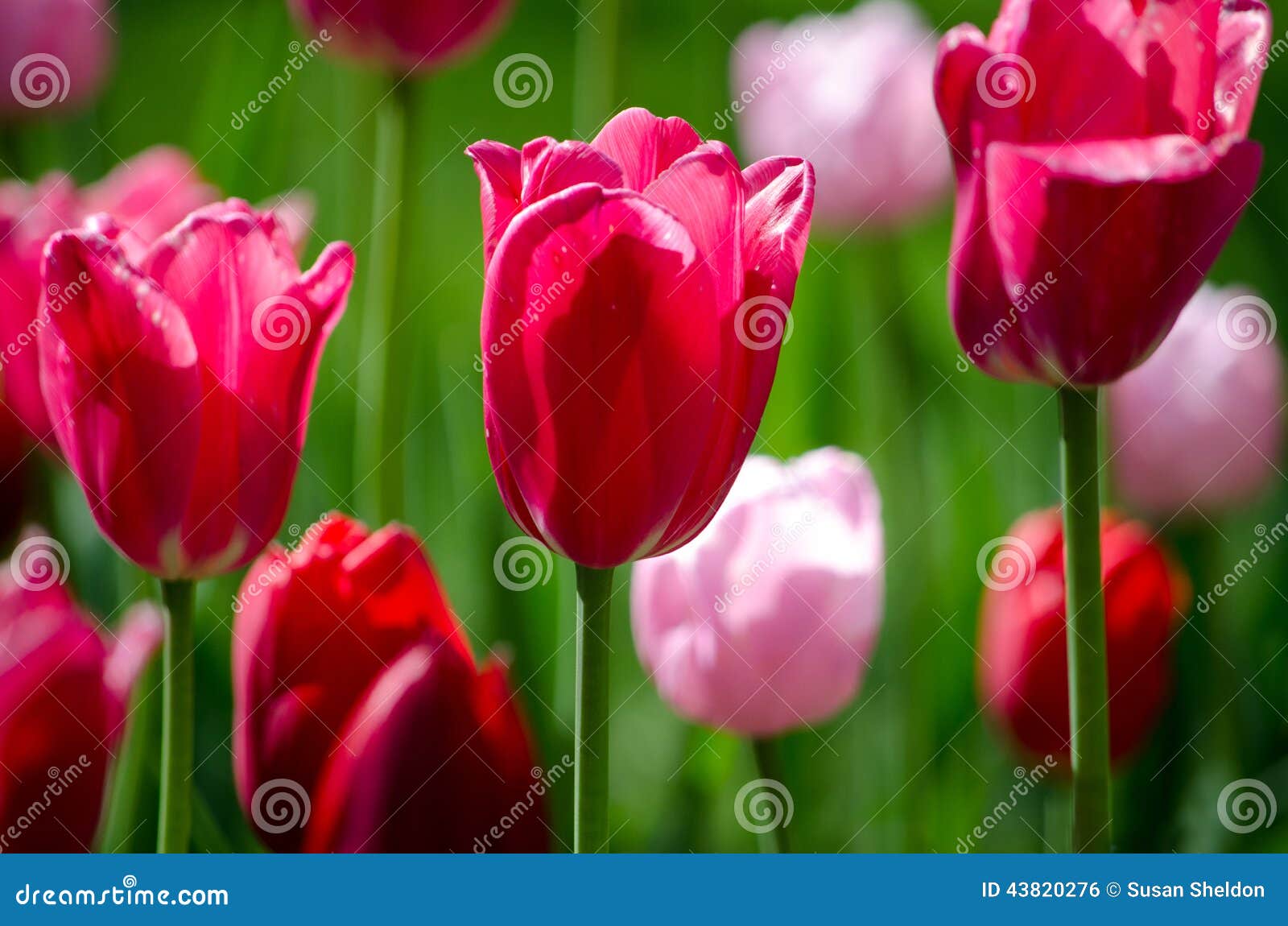 Dark and light pink tulips stock photo. Image of spring - 43820276