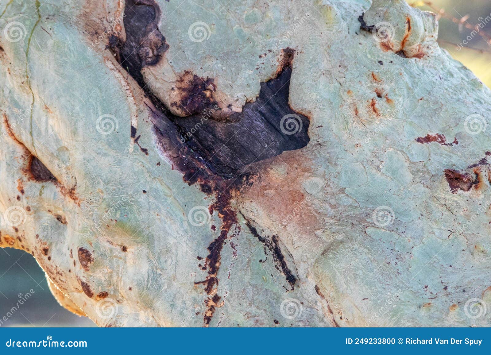 Dark marks on a tree trunk stock photo. Image of graphic - 249233800