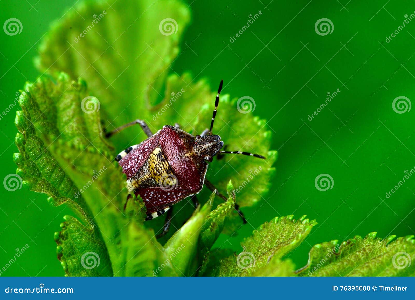 Dark Maroon Forest Bug with Golden Mark Stock Photo - Image of summer ...