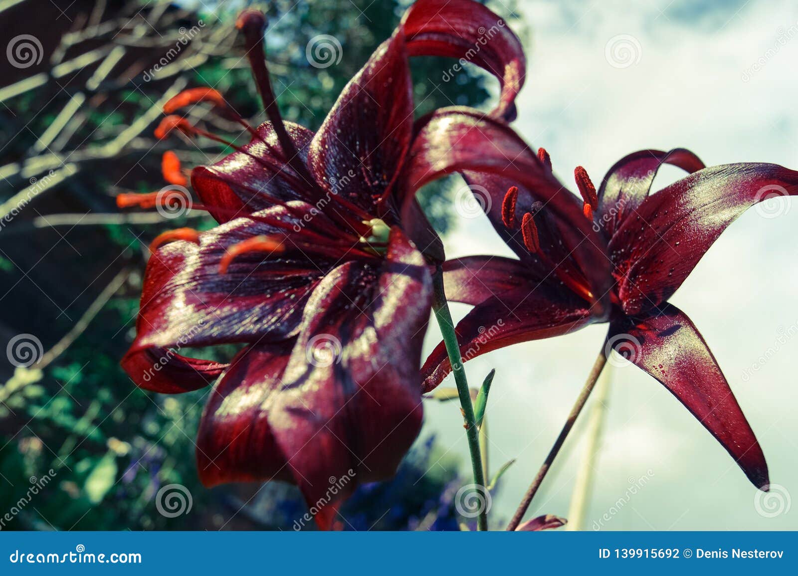 Dark Maroon Lilies in the Garden Stock Photo - Image of color, dark ...