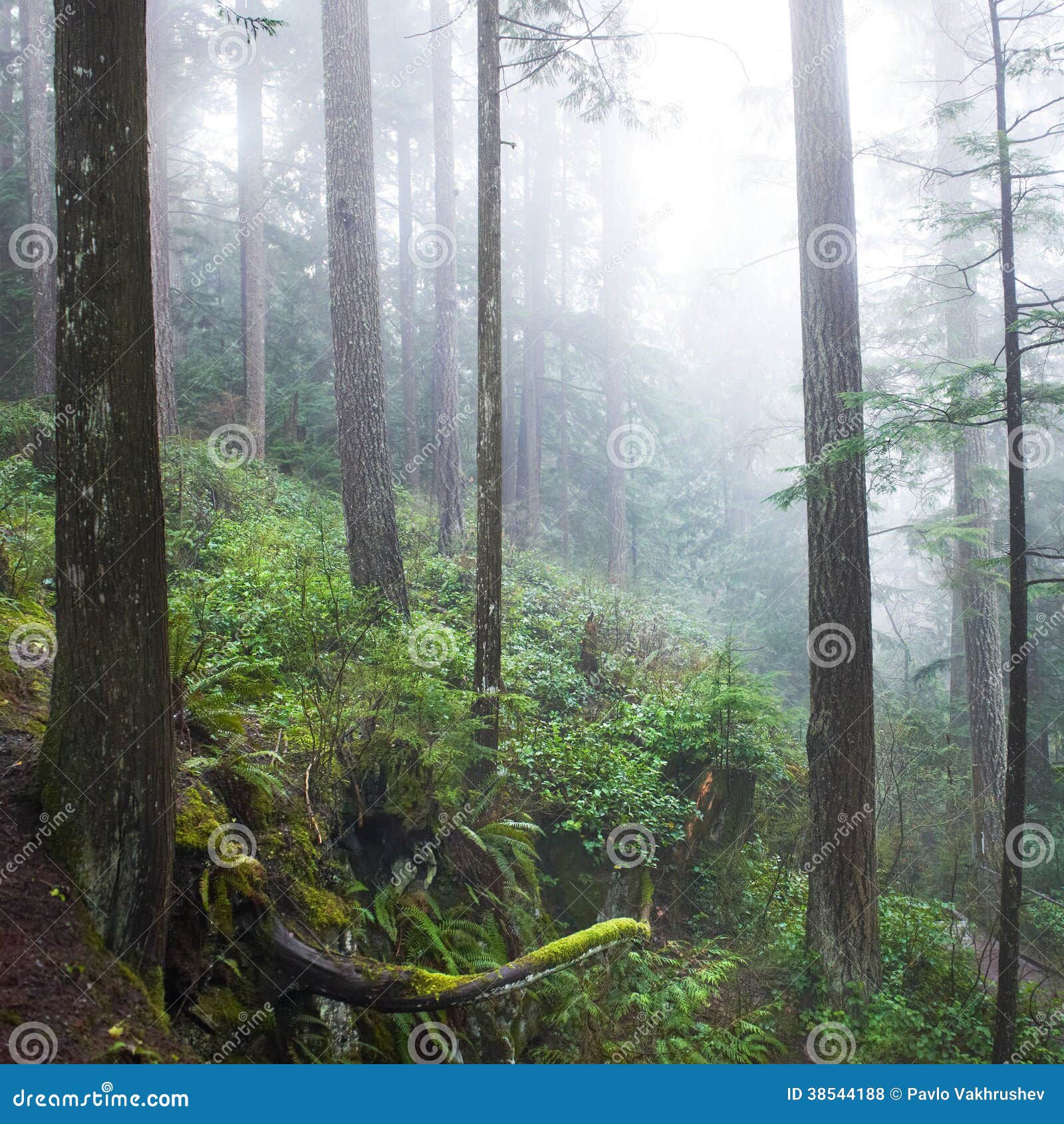 Dark misty forest stock photo. Image of outdoor, rays - 38544188