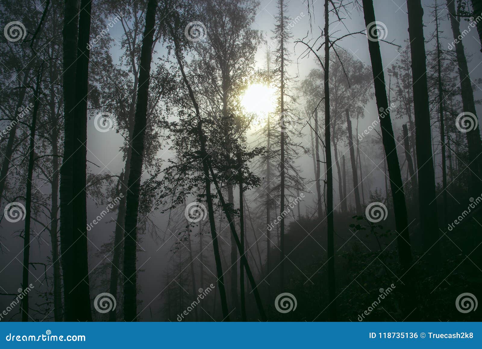 Dark Misty Forest with Fog in Autumn, Stock Photo - Image of fantasy ...
