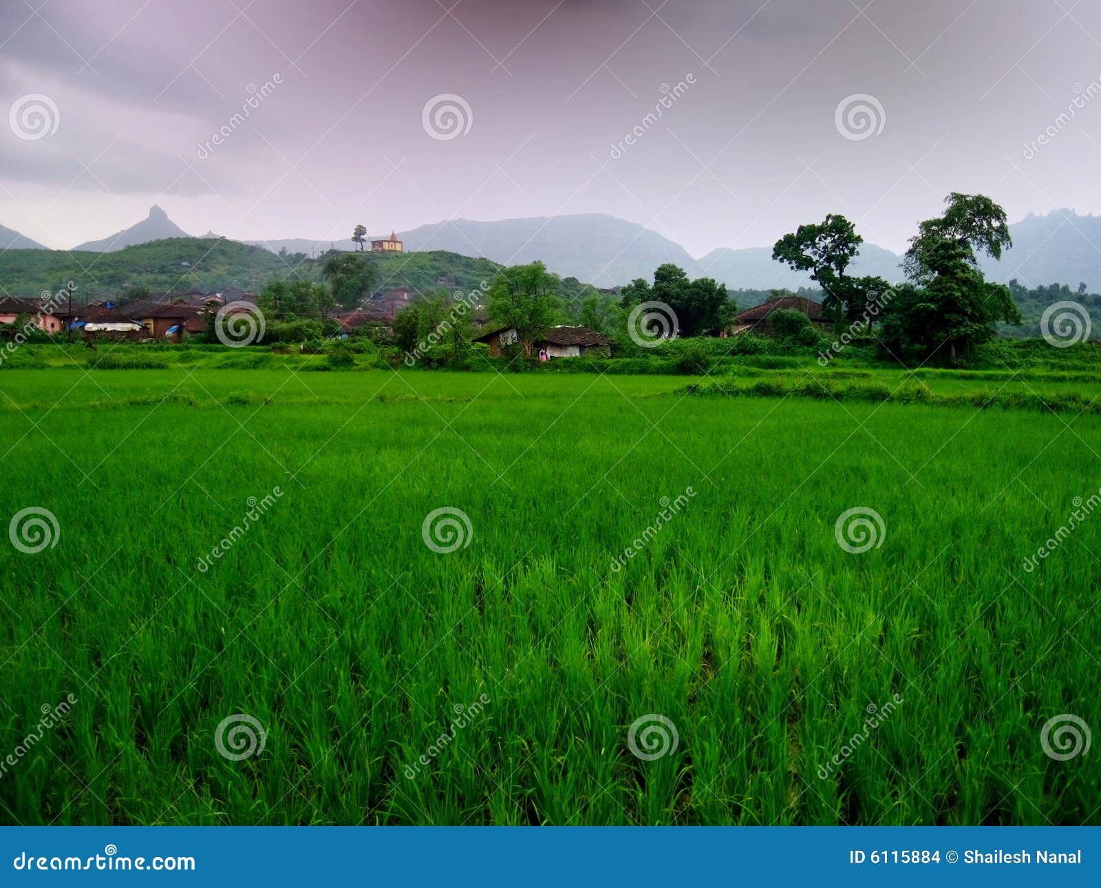 Dark monsoon landscape stock photo. Image of paddy, green - 6115884