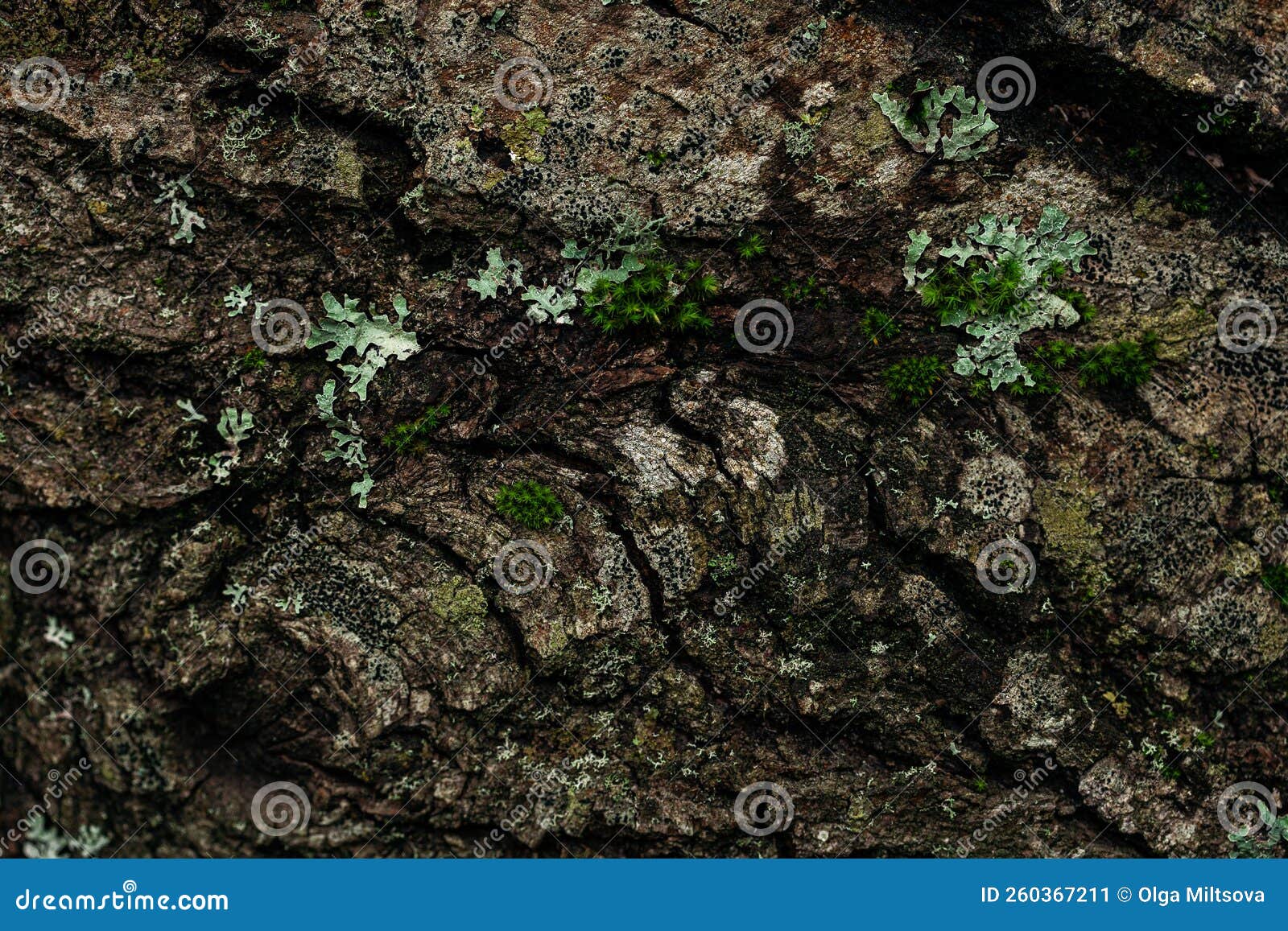 Dark Moody Tree Bark Background Texture with Moss Stock Image - Image ...