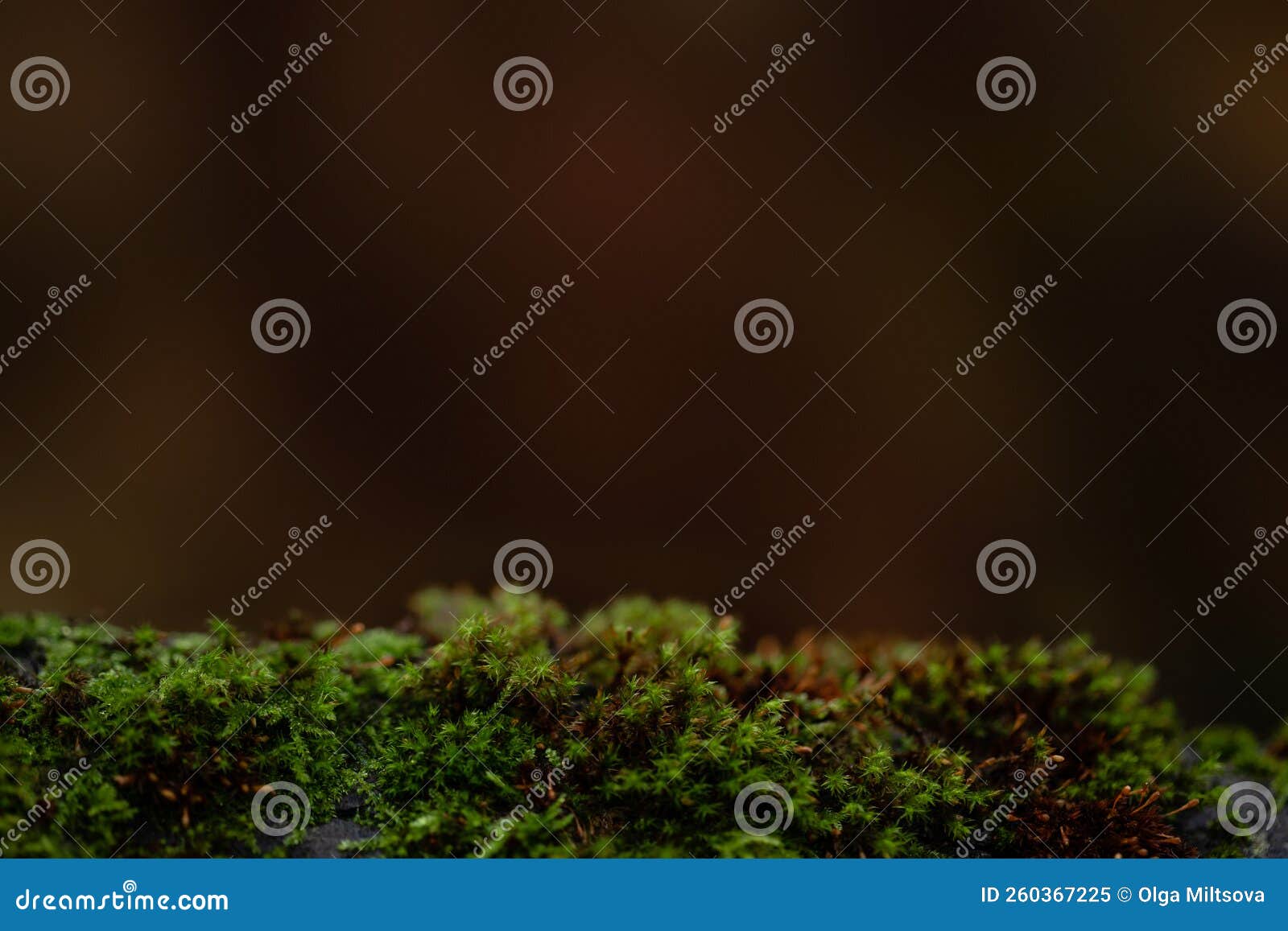 Dark Moody Tree with Moss Background Texture Stock Image - Image of ...