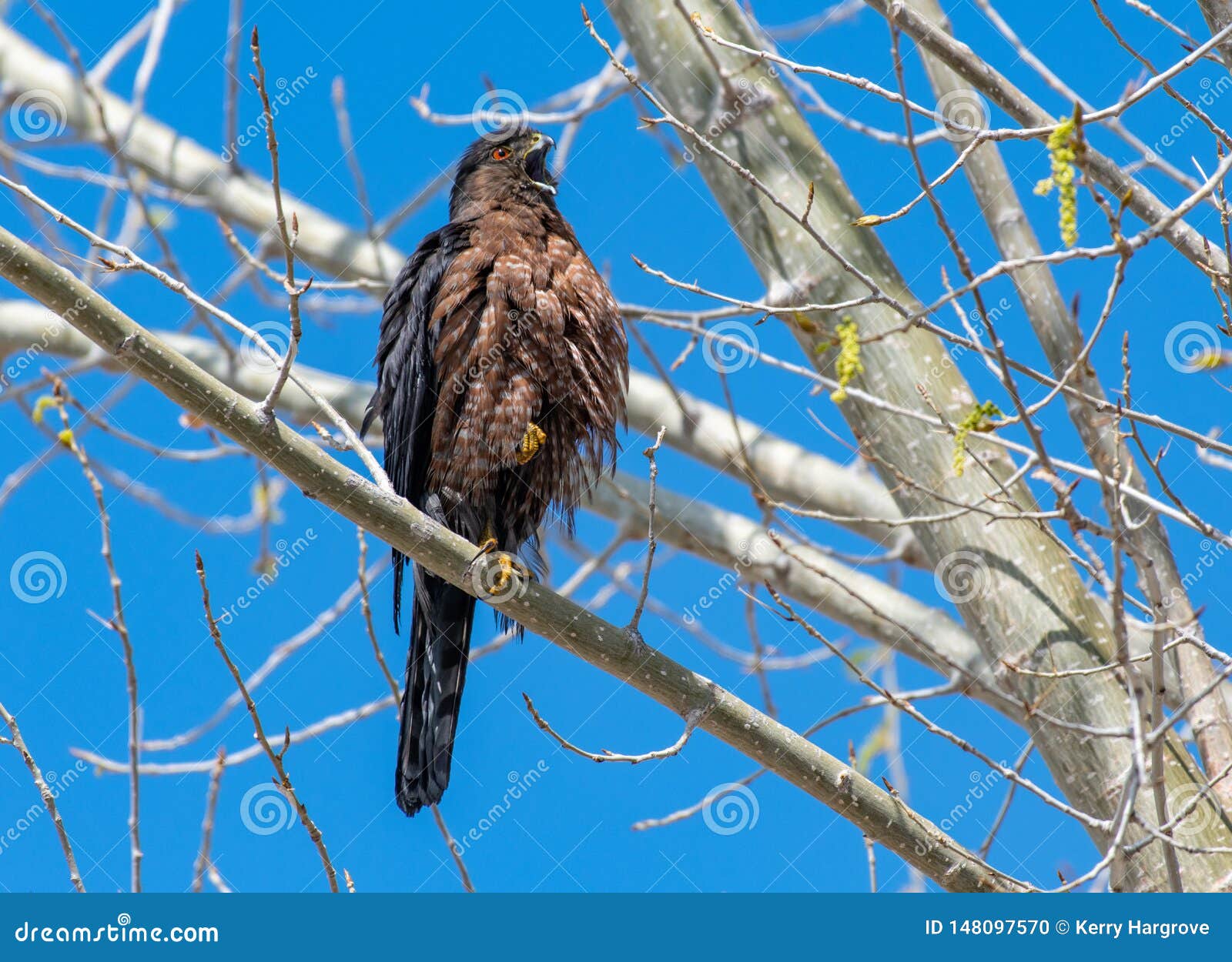 Dark-morph Cooper`s Hawk Calling Stock Photo - Image of accipiter ...
