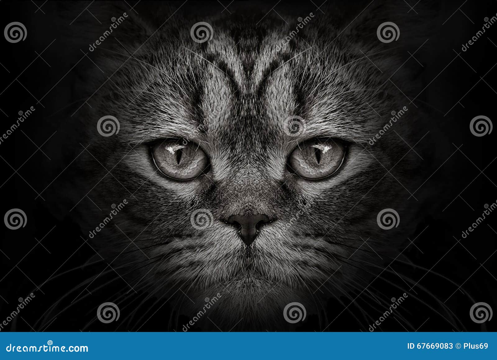 Dark Muzzle Cat Close-up. Front View Stock Image - Image of black, nose ...
