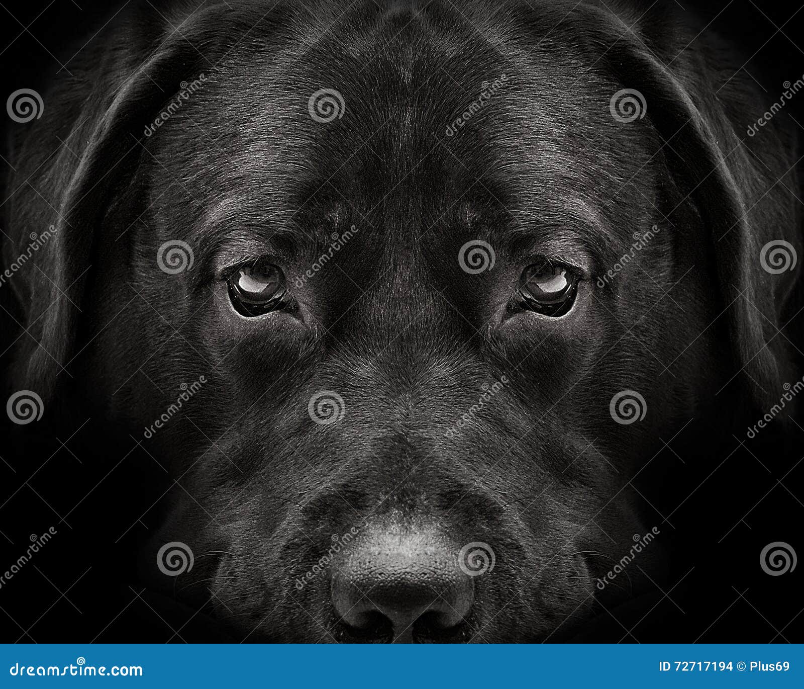 Dark Muzzle Labrador Dog Closeup. Front View Stock Photo - Image of ...