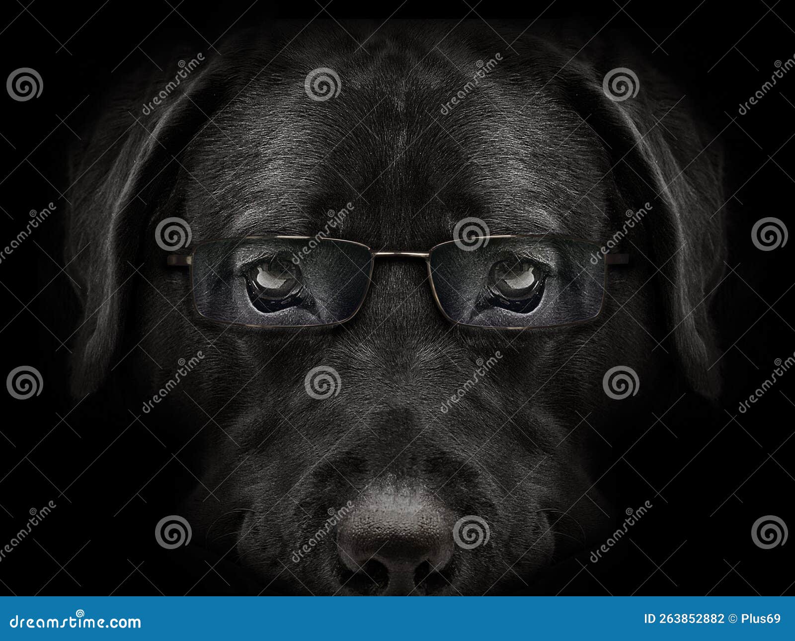 Dark Muzzle Labrador Dog with Glasses Closeup. Front View Stock Photo ...