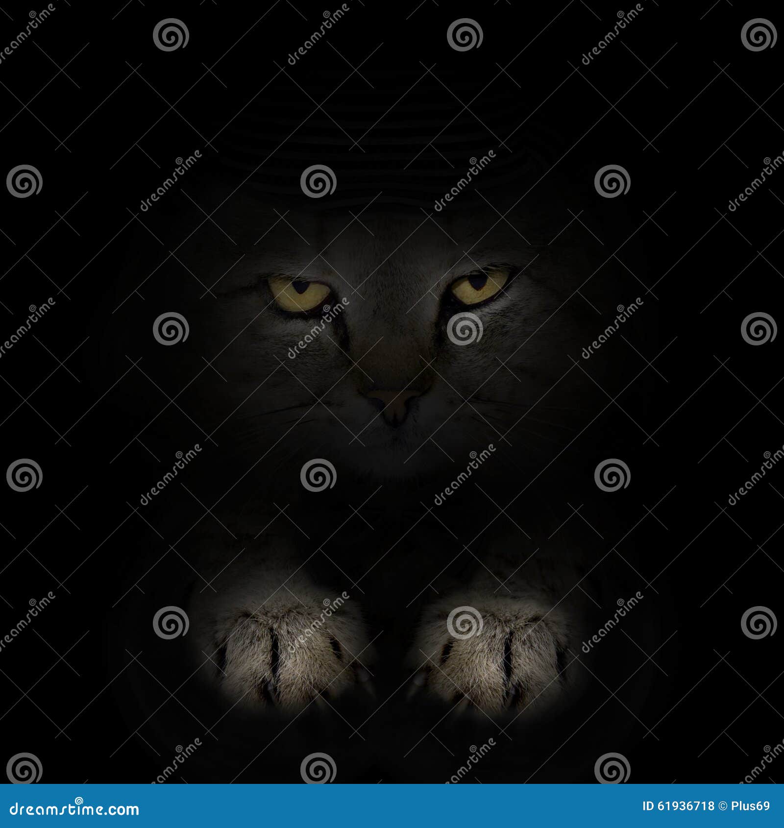 Dark Muzzle Scottish Cat Breed. Front View Stock Photo - Image of ...