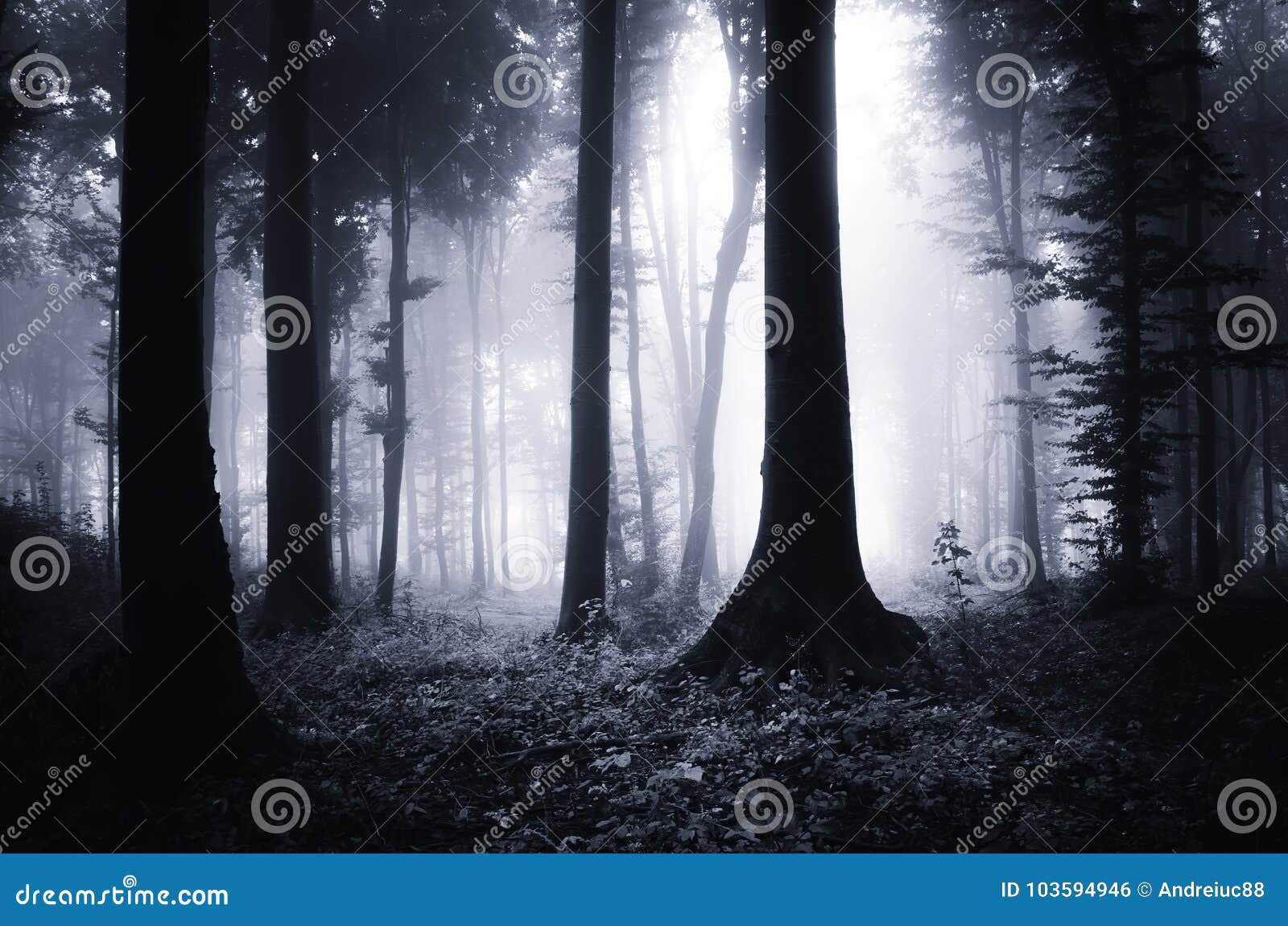 Dark Mysterious Blue Forest with Fog at Night Stock Photo - Image of ...