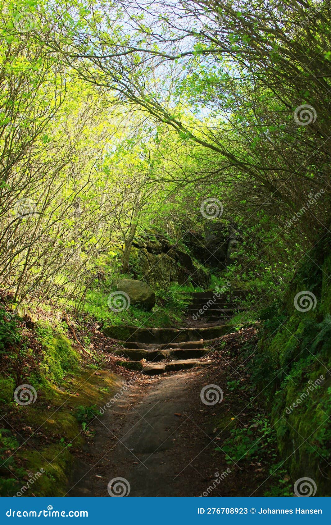 Dark and Mysterious Forest Path with Stone Steps Stock Image - Image of ...