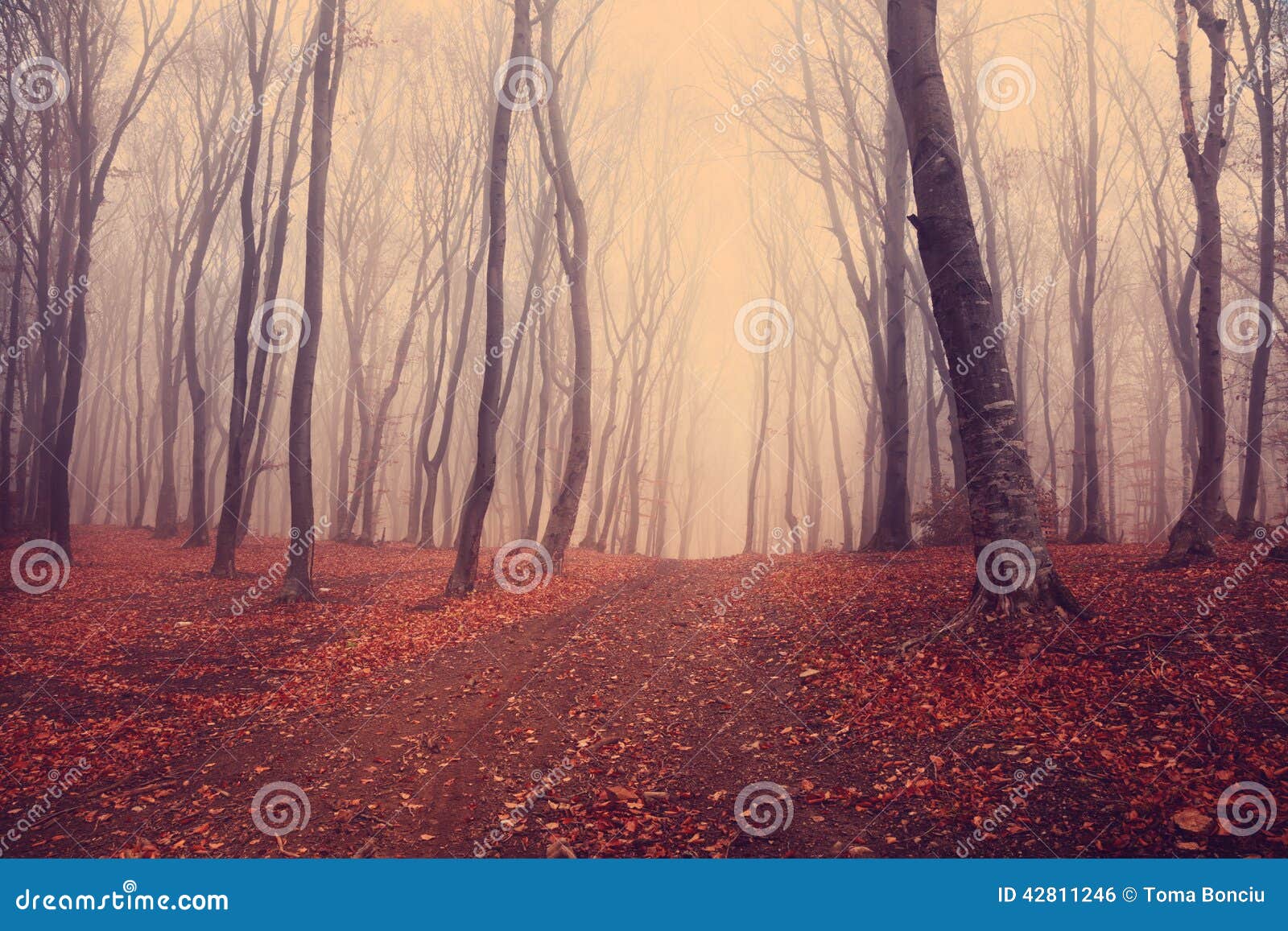 Dark mystic forest stock photo. Image of landscape, mysterious - 42811246