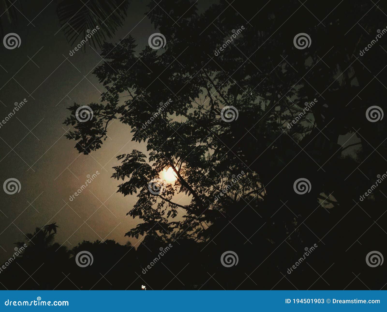 Dark Night with Beautiful Moon Light Stock Image - Image of flower ...