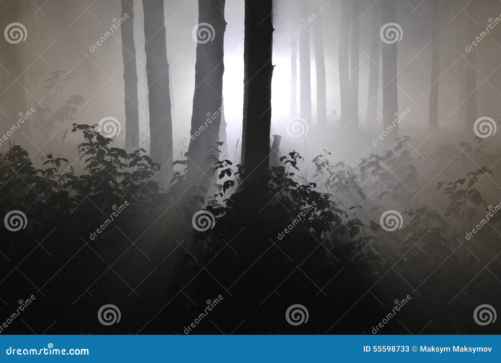 Dark Night Forest Fog 03 Photos - Free & Royalty-Free Stock Photos from ...