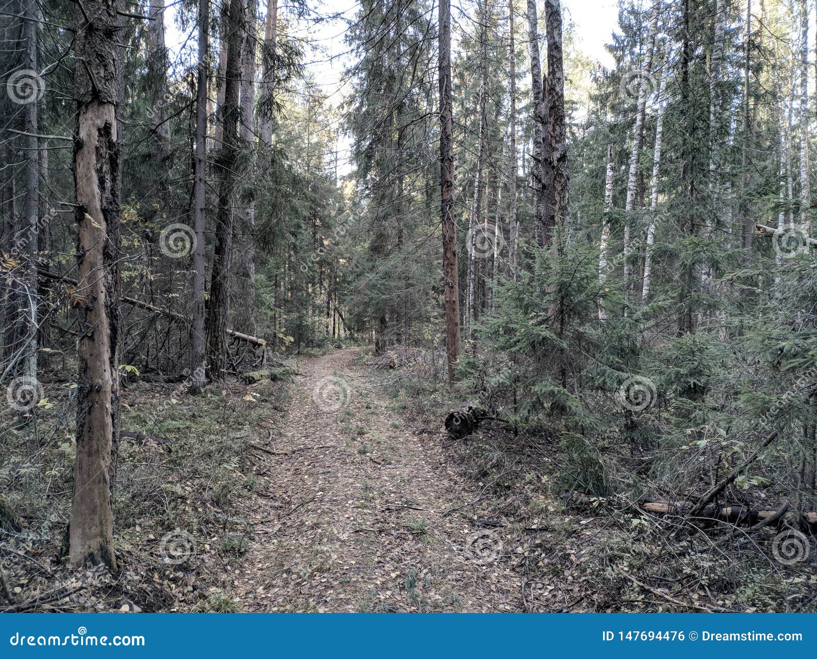 Far away in the forest stock photo. Image of pick, sunset - 147694476