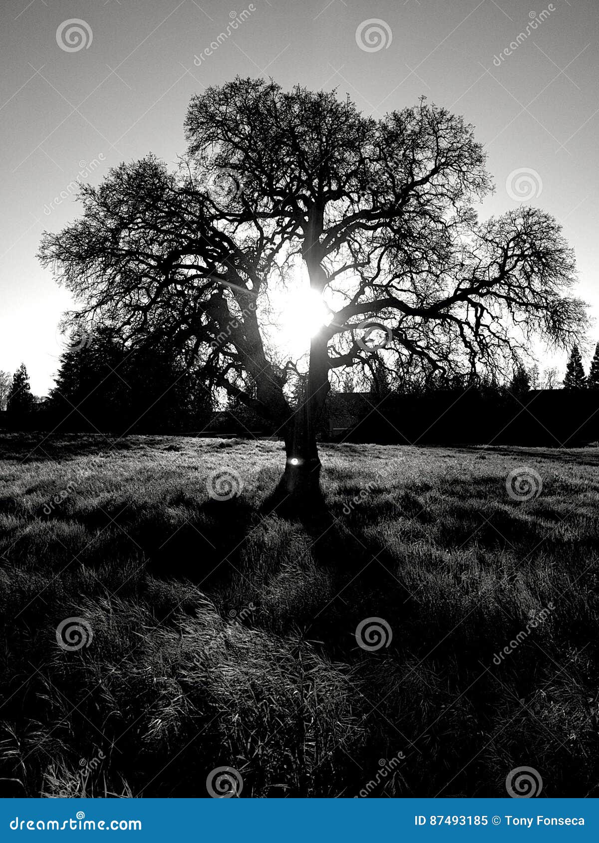 Dark Oak stock image. Image of dark, monochrome, tree - 87493185