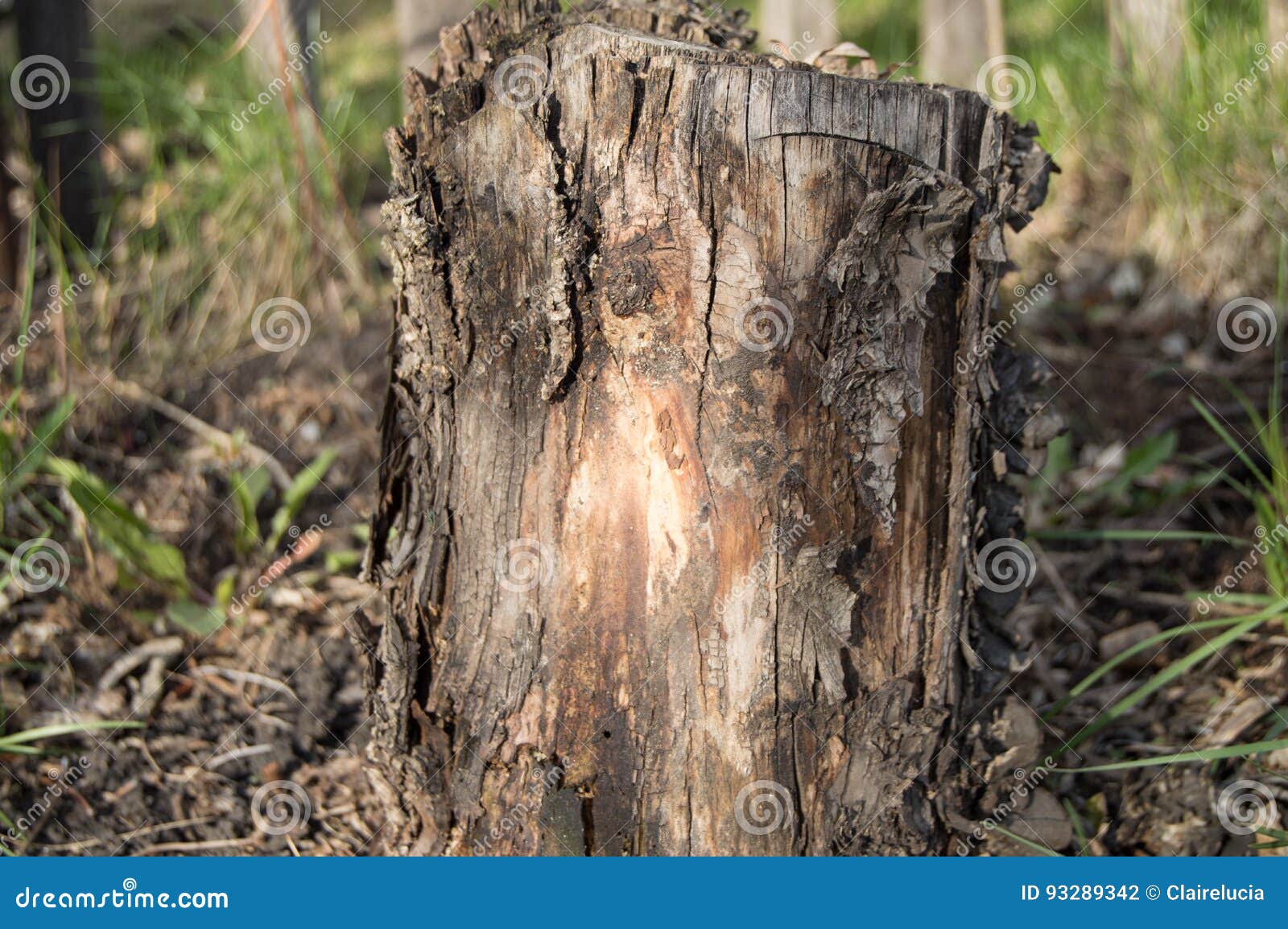 Dark Old Rotten Tree Stump in the Forest Garden Stock Photo - Image of ...
