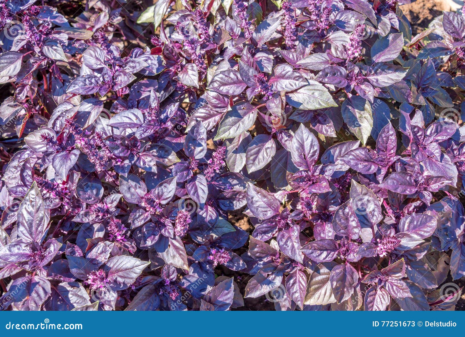 Purple Basil Leaves Stock Photo | CartoonDealer.com #239035722