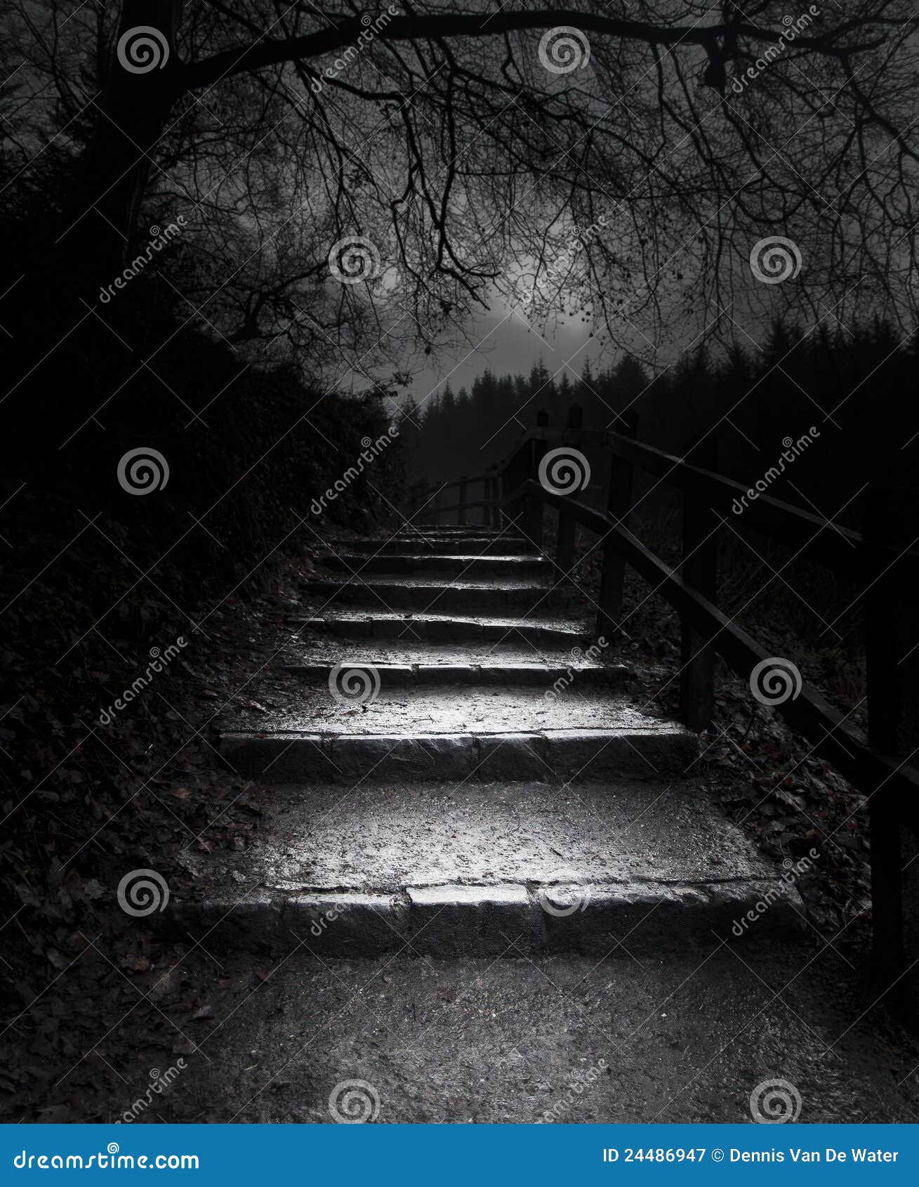 The dark path stock image. Image of forest, monochrome - 24486947