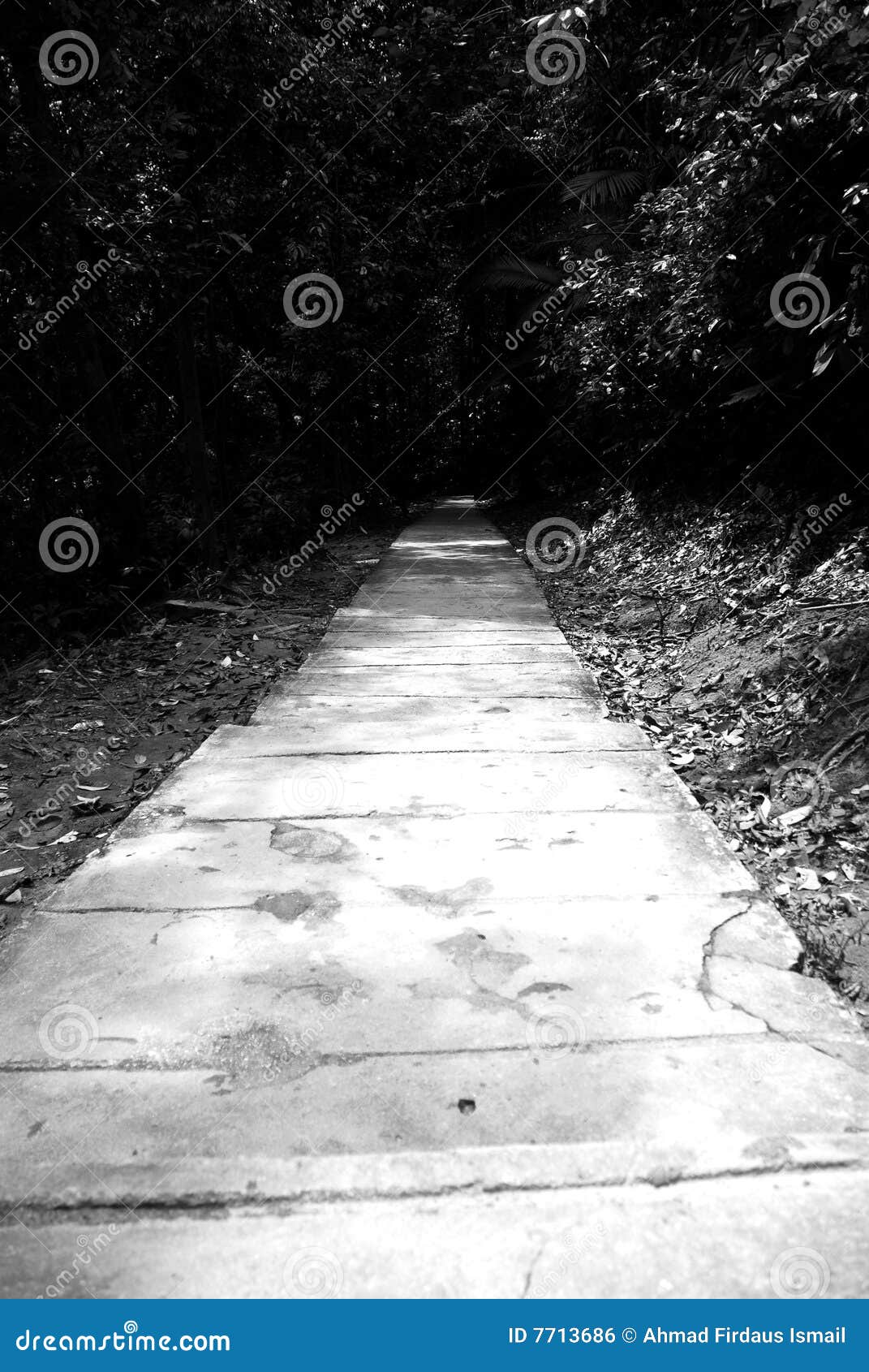 Dark Path stock photo. Image of adventure, walkway, jungle - 7713686