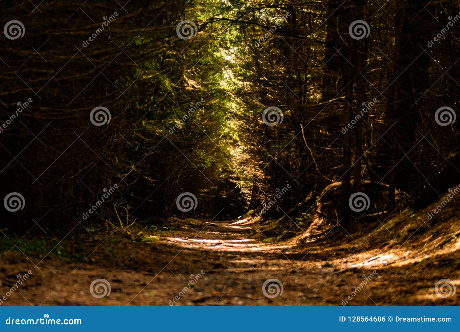 Dark Path Through Dalby Forest Stock Photography | CartoonDealer.com ...